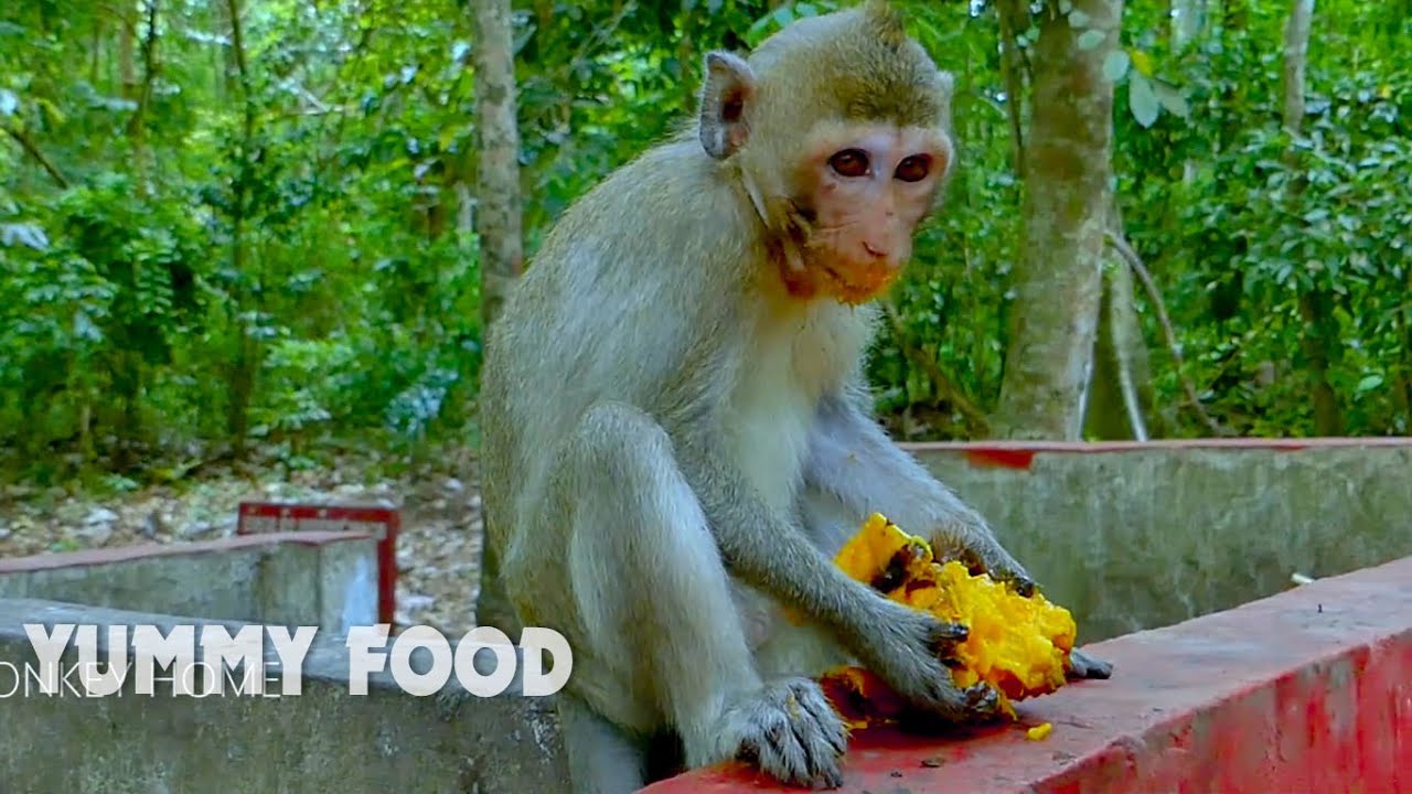 Lovely poorest monkey Alba enjoy eating sweet mango, Alba so cute - YouTube
