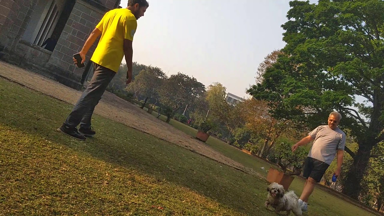 Football with Koko - YouTube