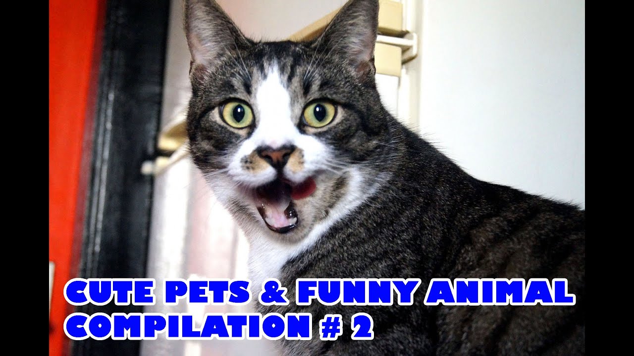 CUTE PETS & FUNNY ANIMAL COMPILATION #2 - YouTube