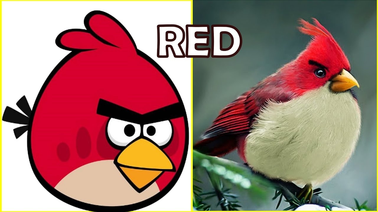 Angry Birds REAL LIFE All Characters [HD] 2017 - YouTube