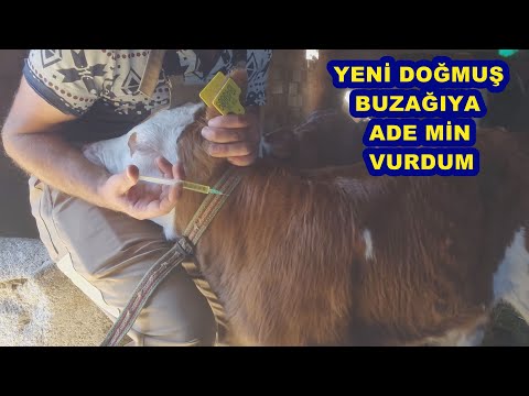 YENİ DOĞMUŞ BUZAĞILARA ADE MİN İĞNESİ YAPTIM
