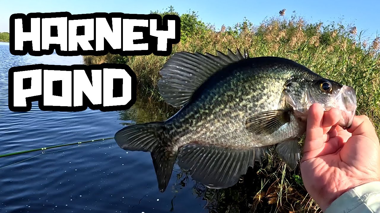 HAMMERING Crappie LIMIT on Harney Pond - YouTube