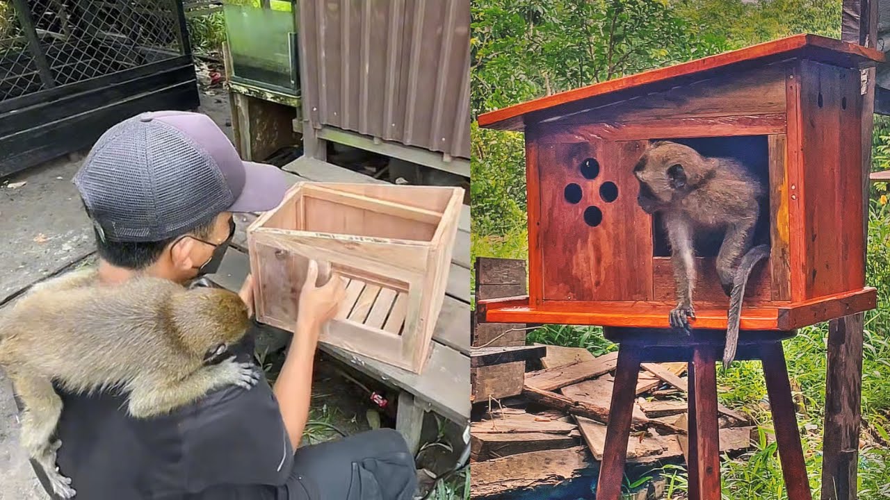 Bikin rumah monyet mini modal sederhana - YouTube