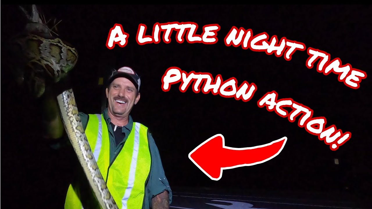 A liitle night time python action! - YouTube