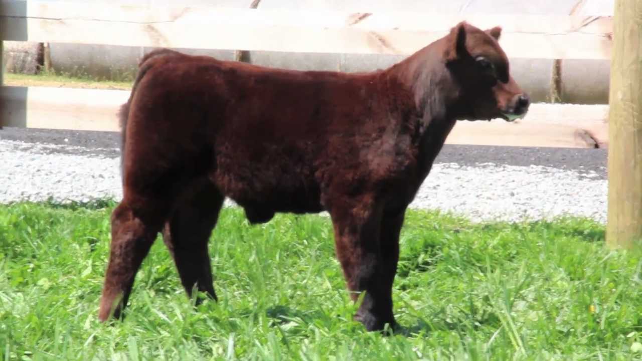 50 Heat Seeker Bull - YouTube