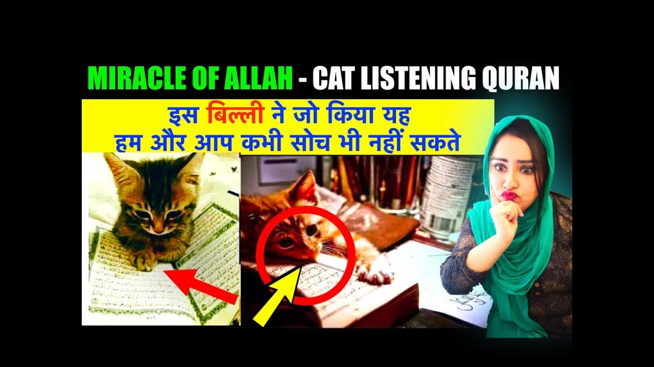 MIRACLES OF ALLAH | CAT WILL NOT STOP LISTENING TO QURAN|MIRACLES OF ...