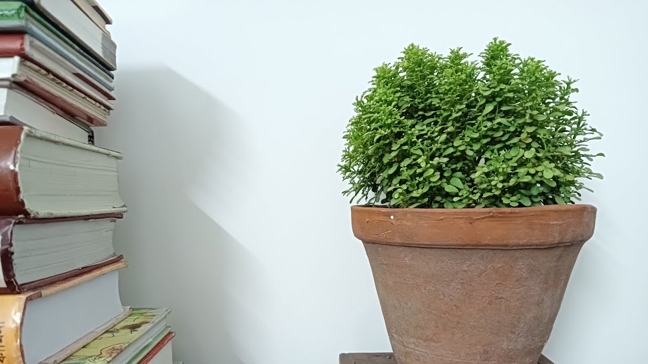 Table Kamini/Dwarf Murraya Paniculata caring tips , sunlight requirment ...