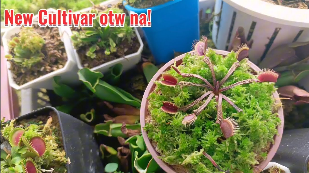 Madaming New Cultivar Next year!!! - YouTube