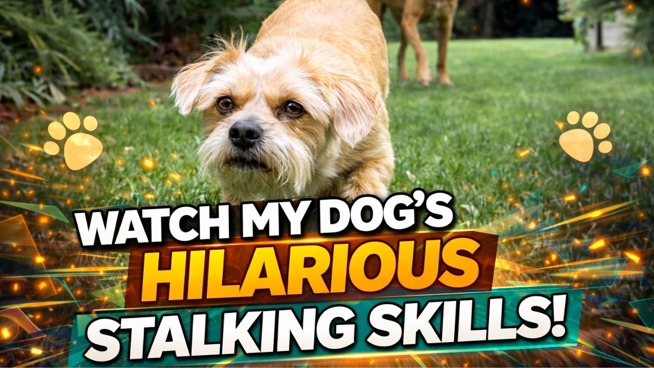 Watch My Dog's Hilarious Stalking Skills - YouTube