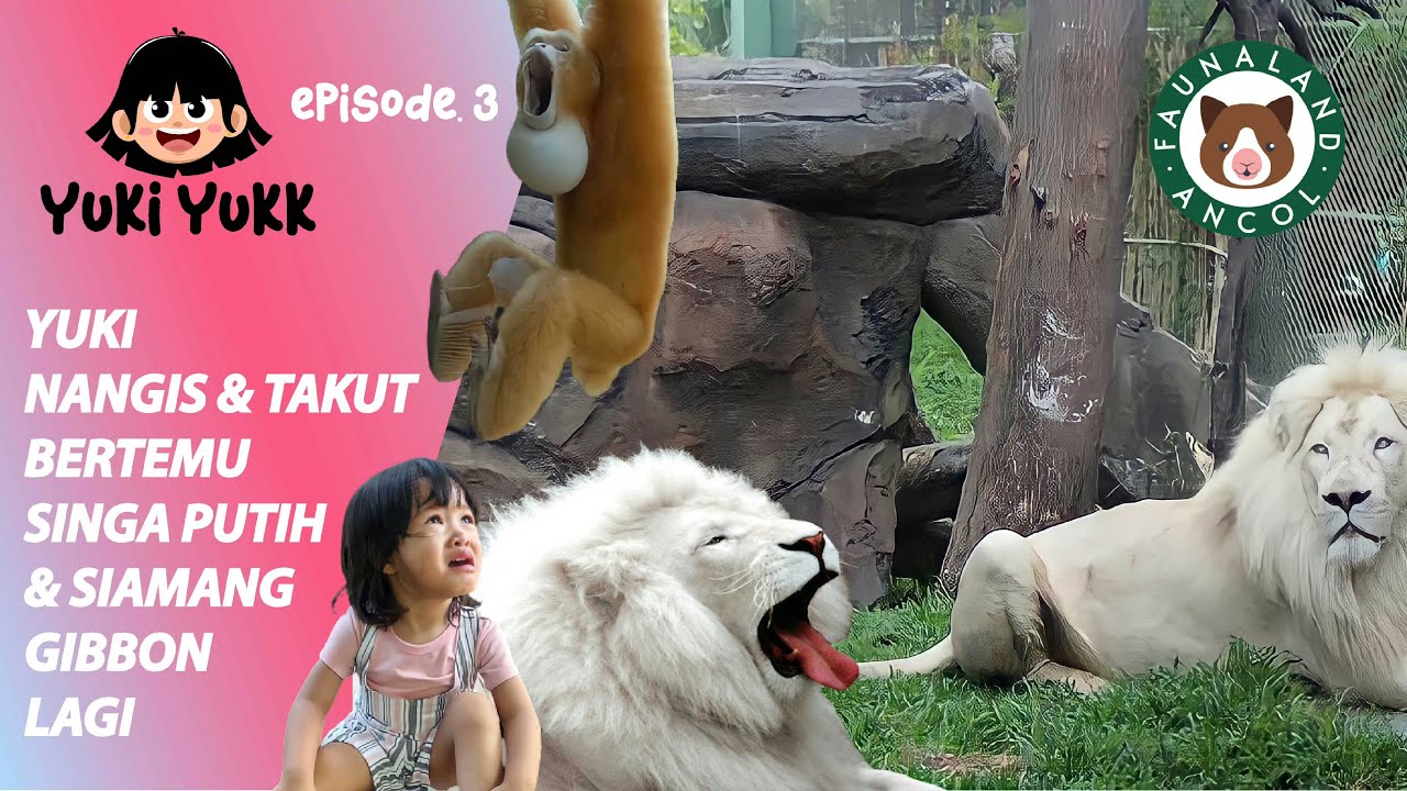 Faunaland Ancol, Yuki Nangis & Takut Bertemu Singa Putih & Monyet ...