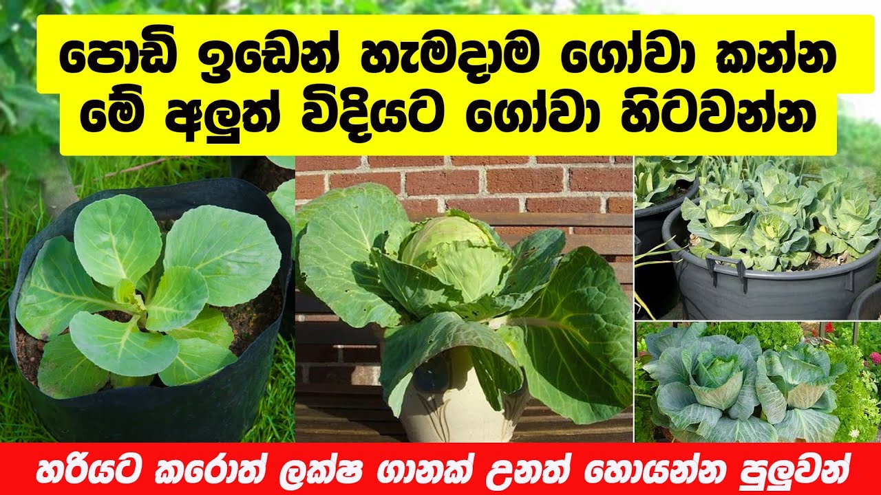 Gowa Wagawa | ගෝවා වගාව | Innovative Cabbage Cultivation - YouTube
