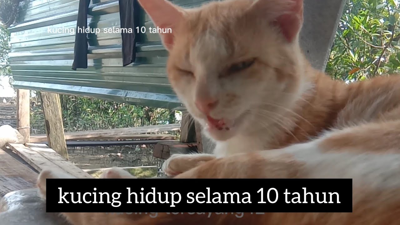 video kucing hidup 10 tahun #kucing - YouTube