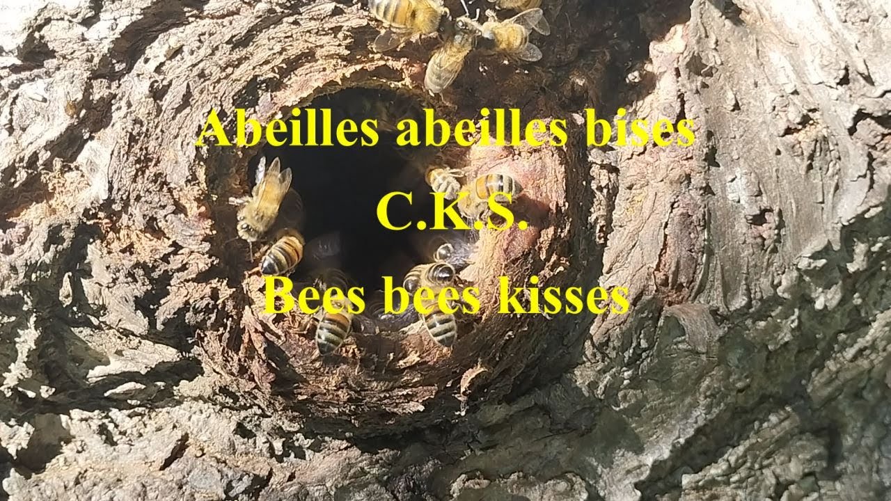 🐝 Abeilles abeilles bises - Bees bees kisses - C.K.S. 🍯🤕 - YouTube