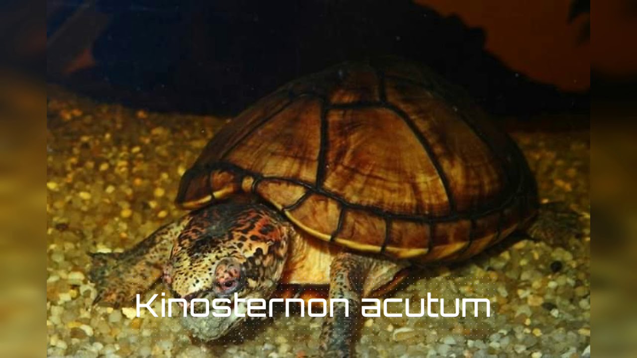 Las subespecies de la tortuga kinosternon🐢 - YouTube