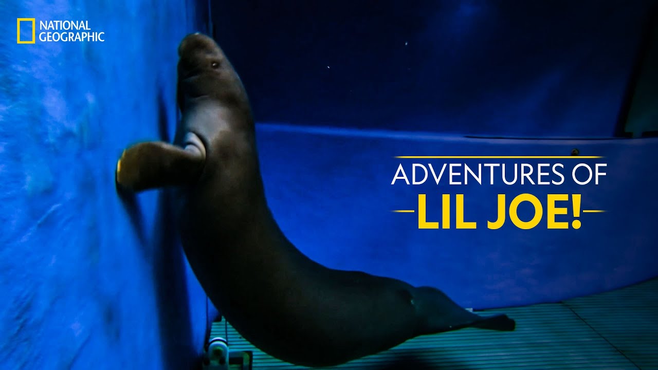 Adventures of Lil Joe! | Magic of Disney's Animal Kingdom | National ...