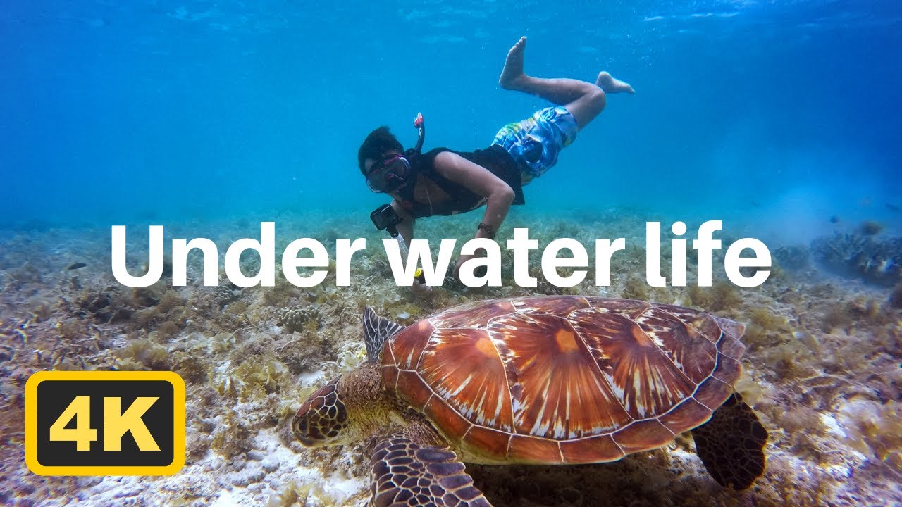 Beautiful Underwater Sea Footage Relaxing Sleep Music - YouTube