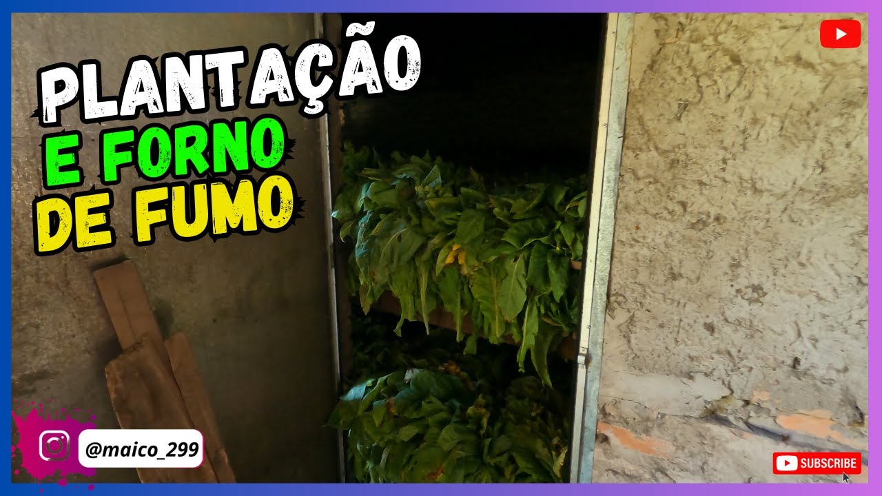 CONHECENDO UMA PLANTAÇÃO, COLHEITA E FORNO DE FUMO (TABACO) - YouTube