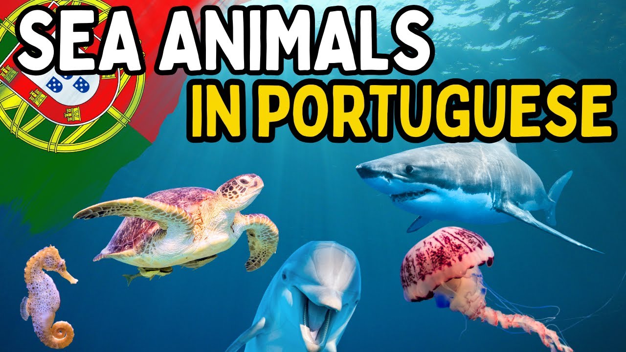 STOP Using the WRONG Sea Animal Names in Portuguese! 🇵🇹 - YouTube