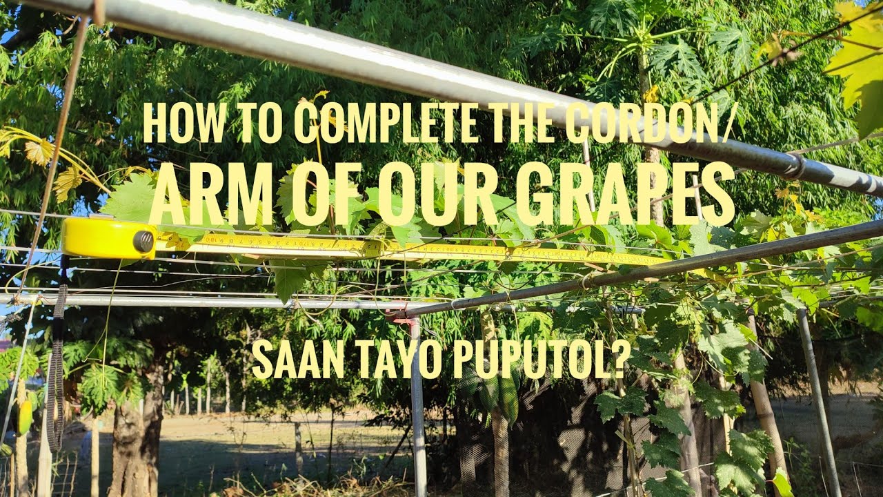 How to Complete the Cordon/Fruiting Arm of our Grapes ...