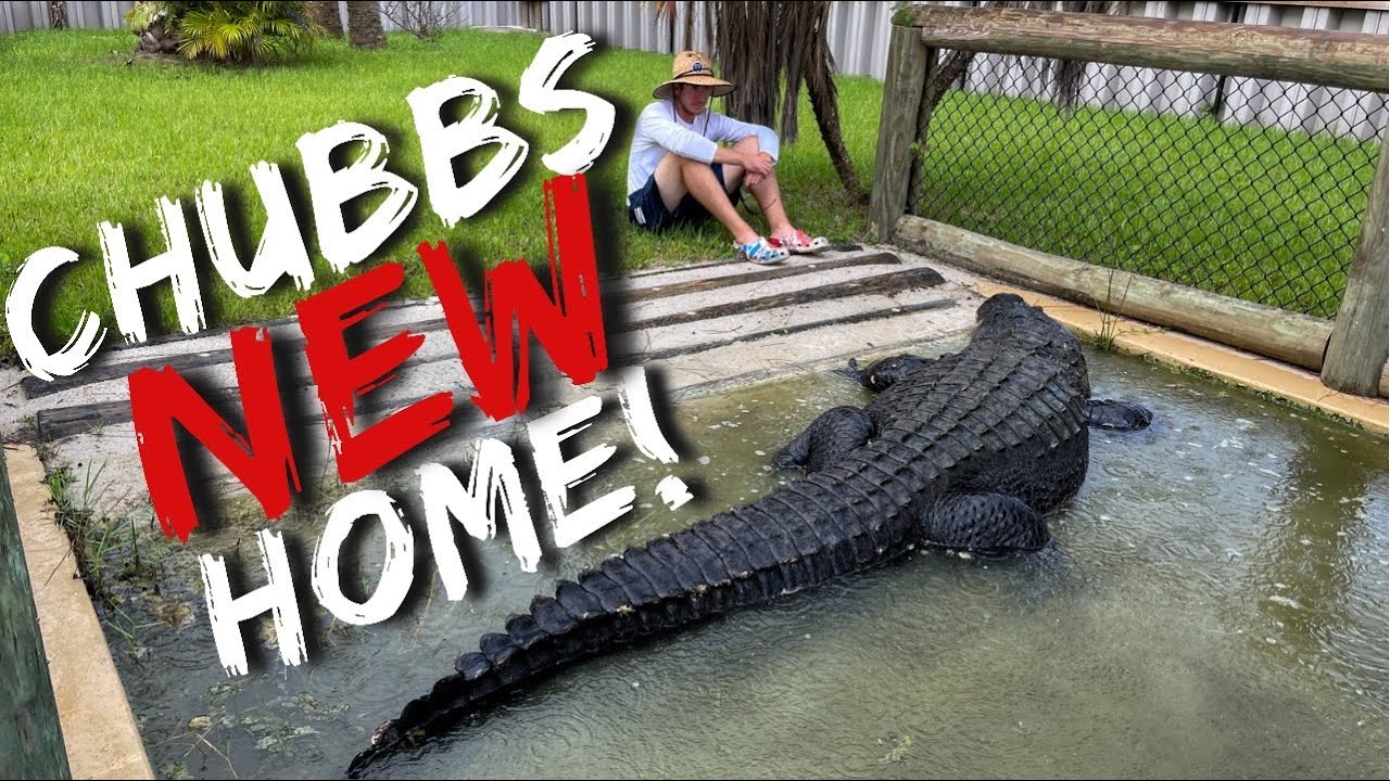 Moving a 13 Foot ALLIGATOR! | Primitive Predators - YouTube