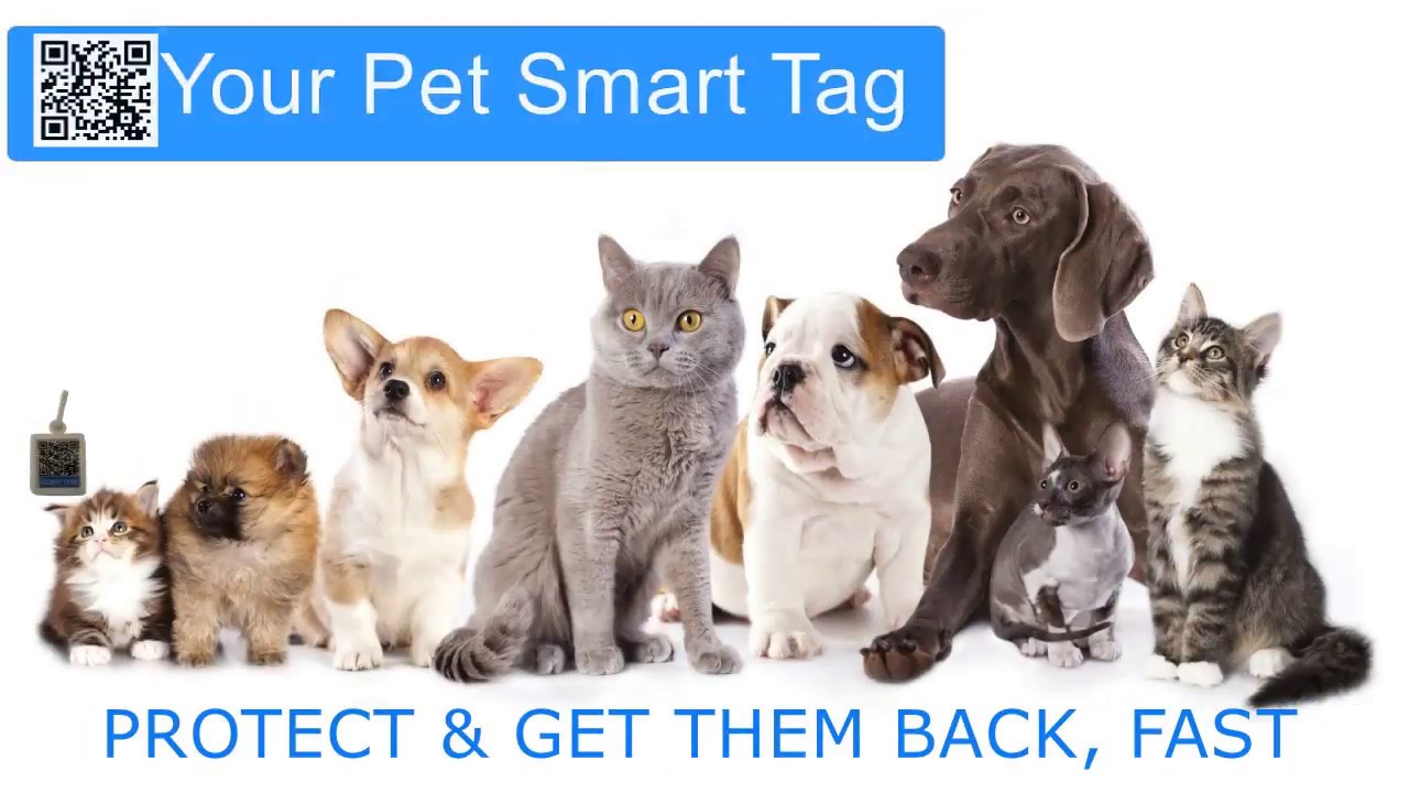 Your Pet Smart Tag, How it works? - YouTube
