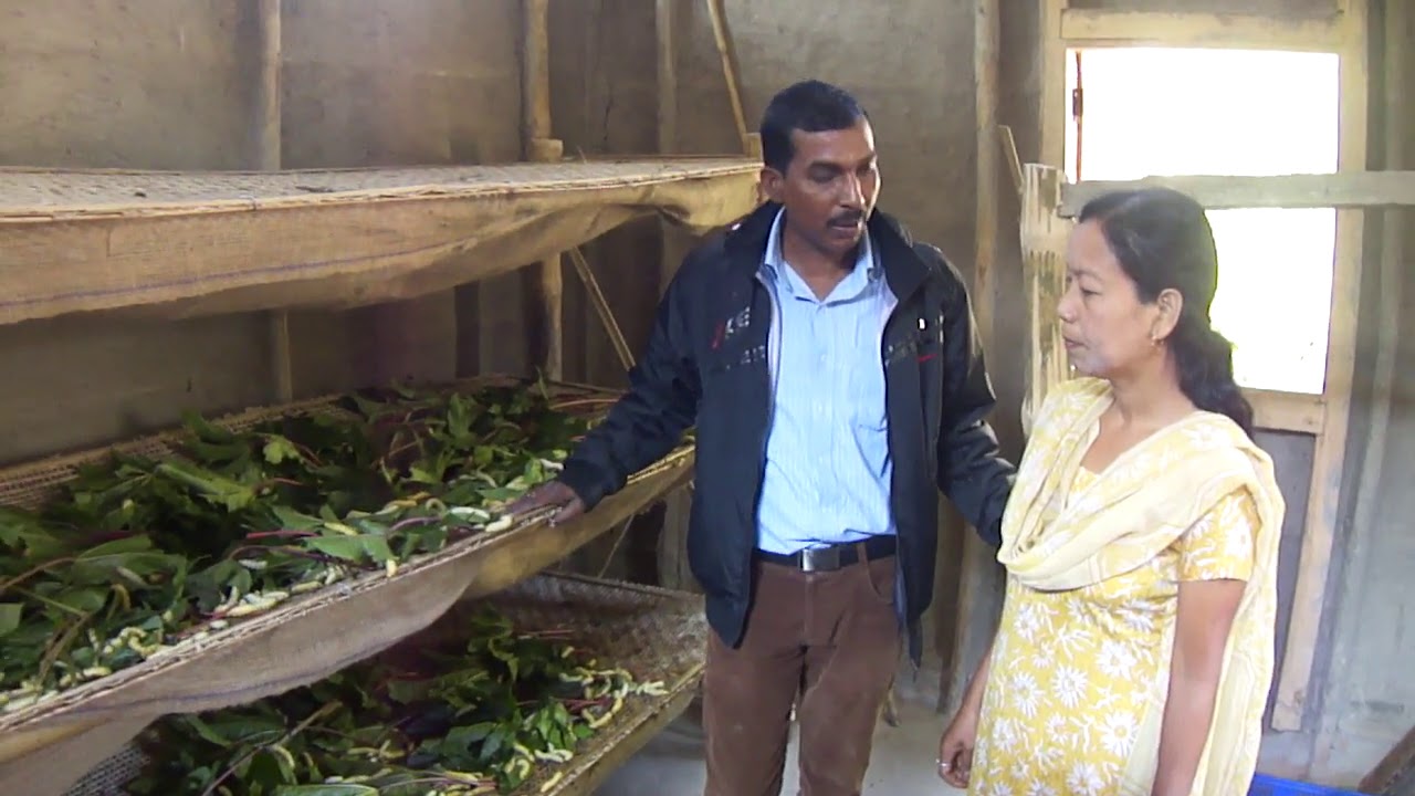 Platform rearing device for eri silkworm rearing - YouTube