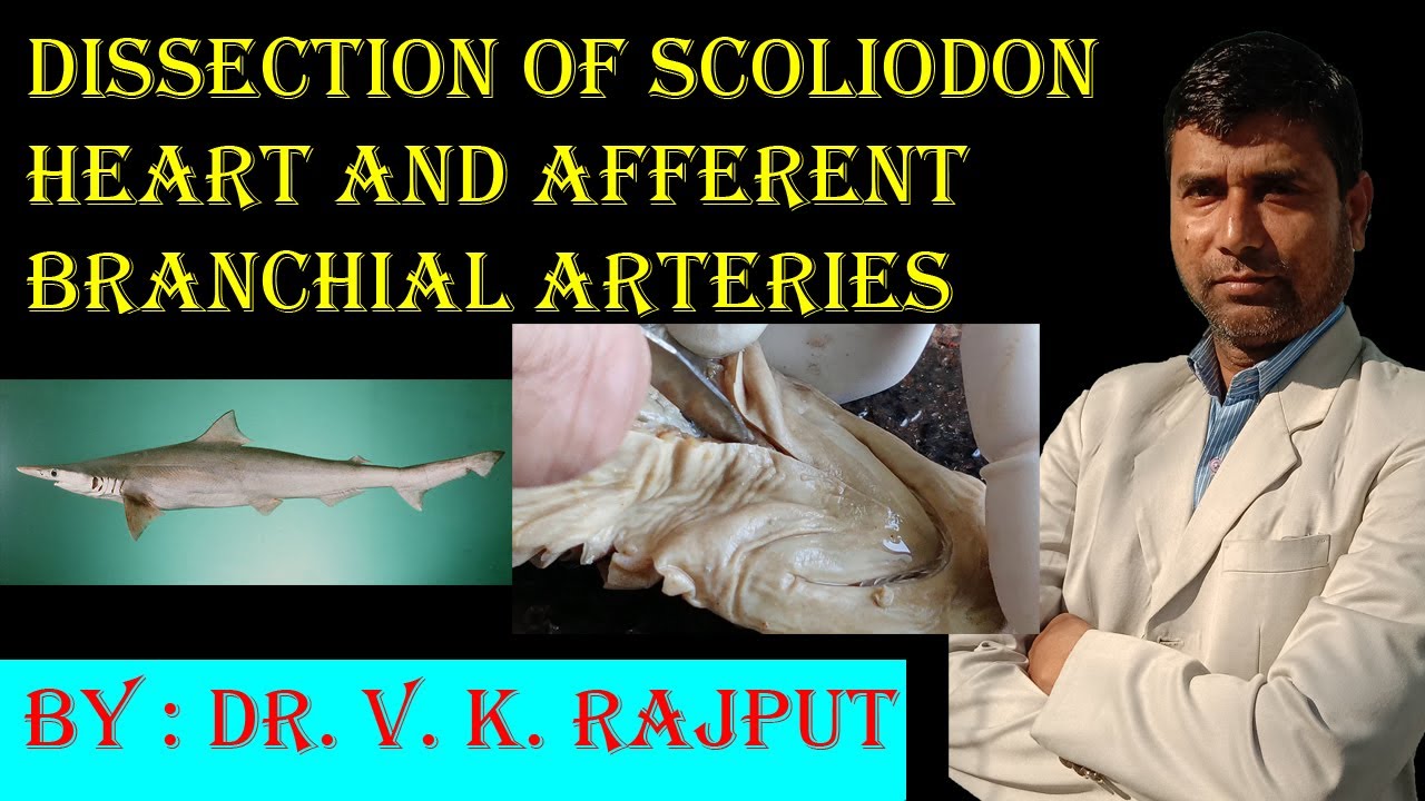 DISSECTION OF SCOLIODON HEART AND AFFERENT BRANCHIAL ARTERIES । B.Sc ...