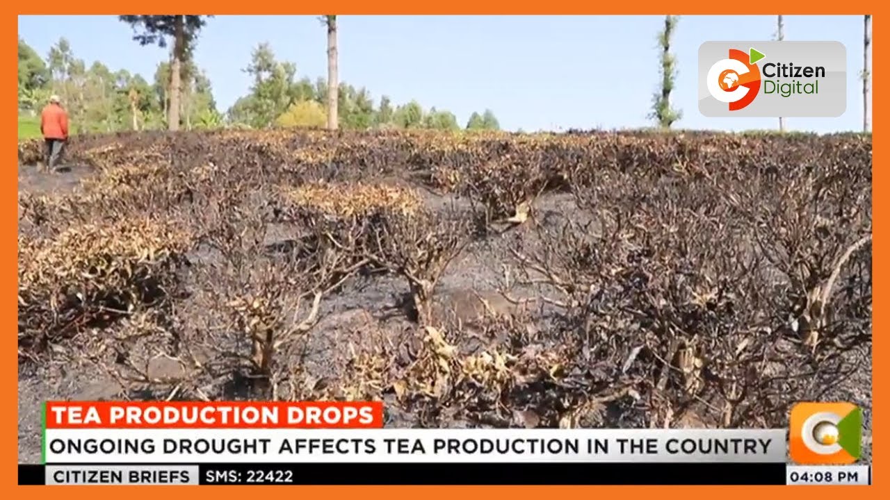 Tea farmers face bleak future following biting drought being ...