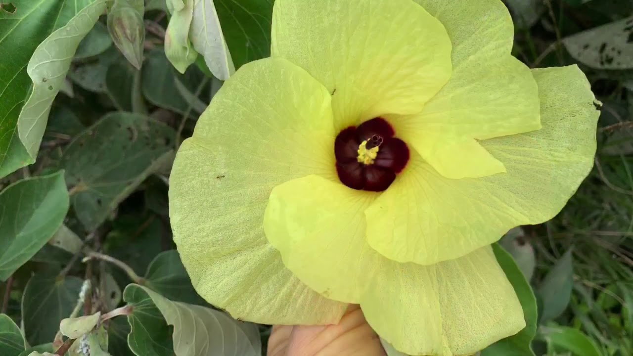 MANUKA State Park, Big Island Hawaii cool hikes. - YouTube