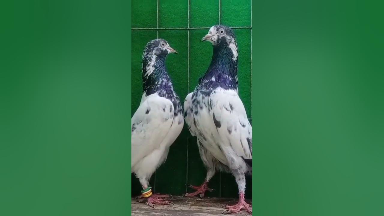#teddykabootar #teddypigeons #kabootar #pigeon#bird #pigeonbird #viralvideo #shorts #meme # ...