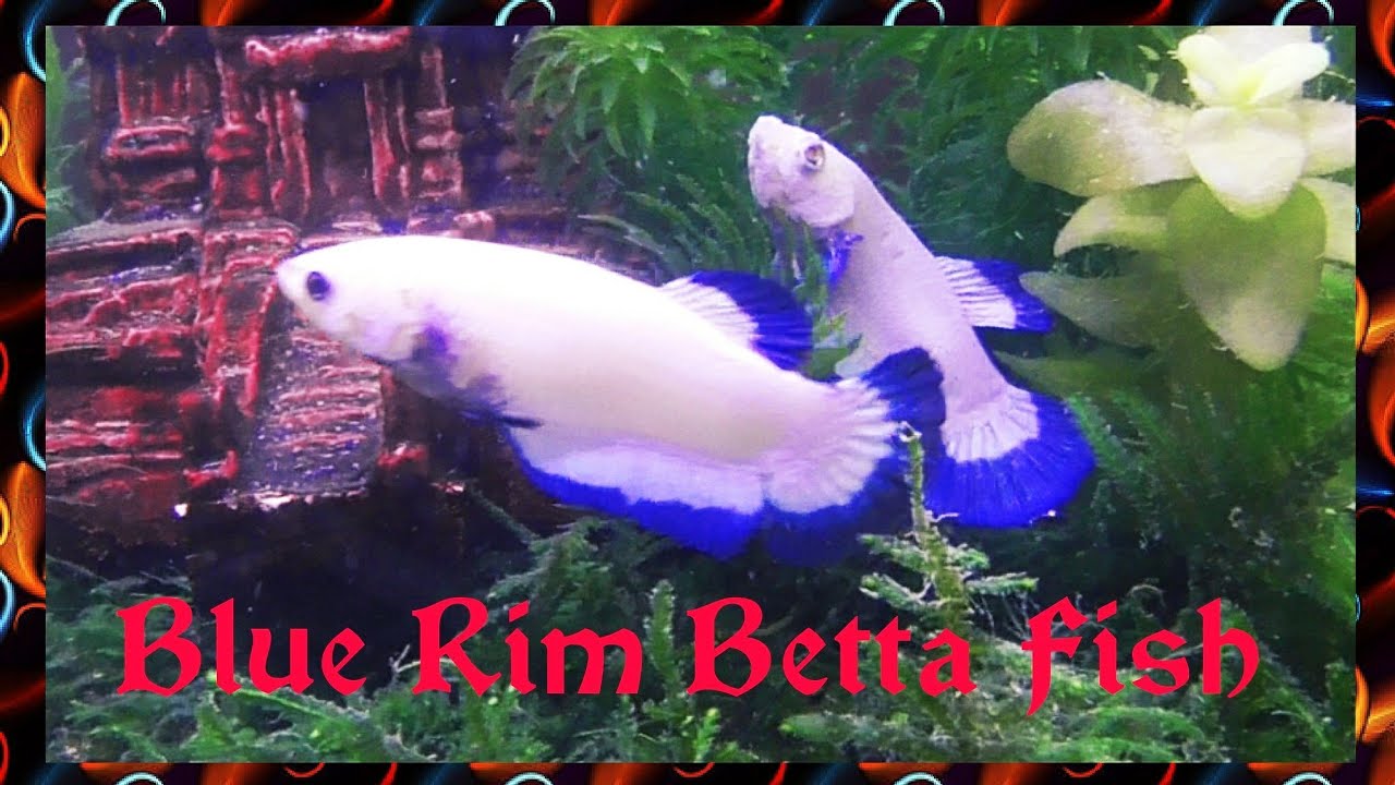 Sepasang Cupang Blue Rim/ Blue Rim Betta fish - YouTube