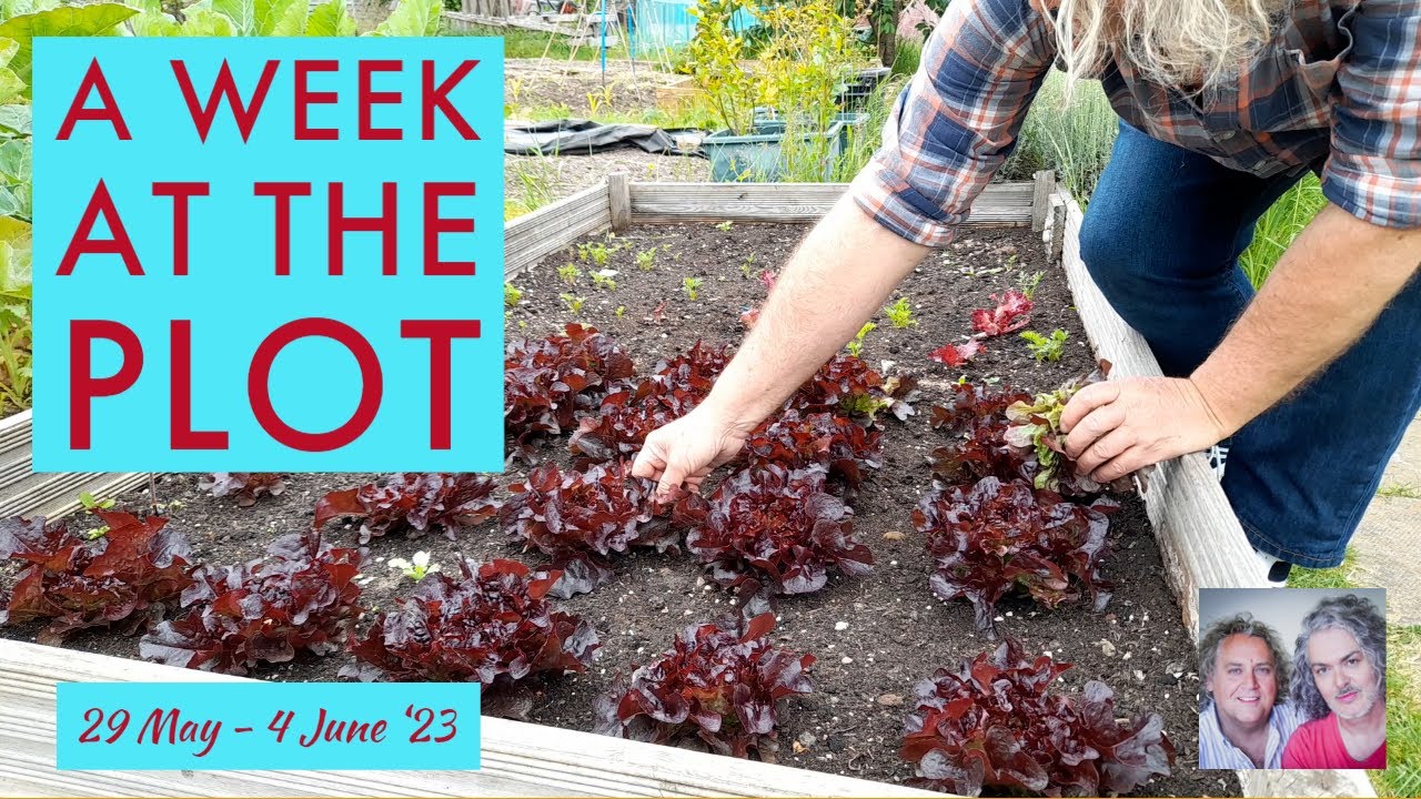 A Week at the Plot - Garlic Scapes, Bean Germination & Sowing Dwarf Beans, 29 May - 4 June '23 ...