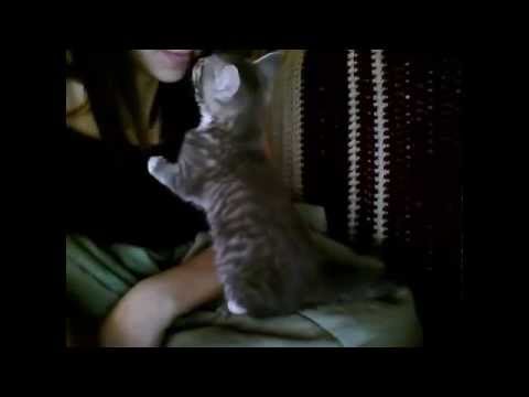 kızı öptükten sonra utanan kedicik