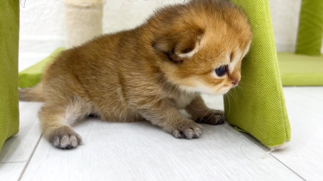 Noticing the cat's absence, the kitten went in search of the cat - YouTube