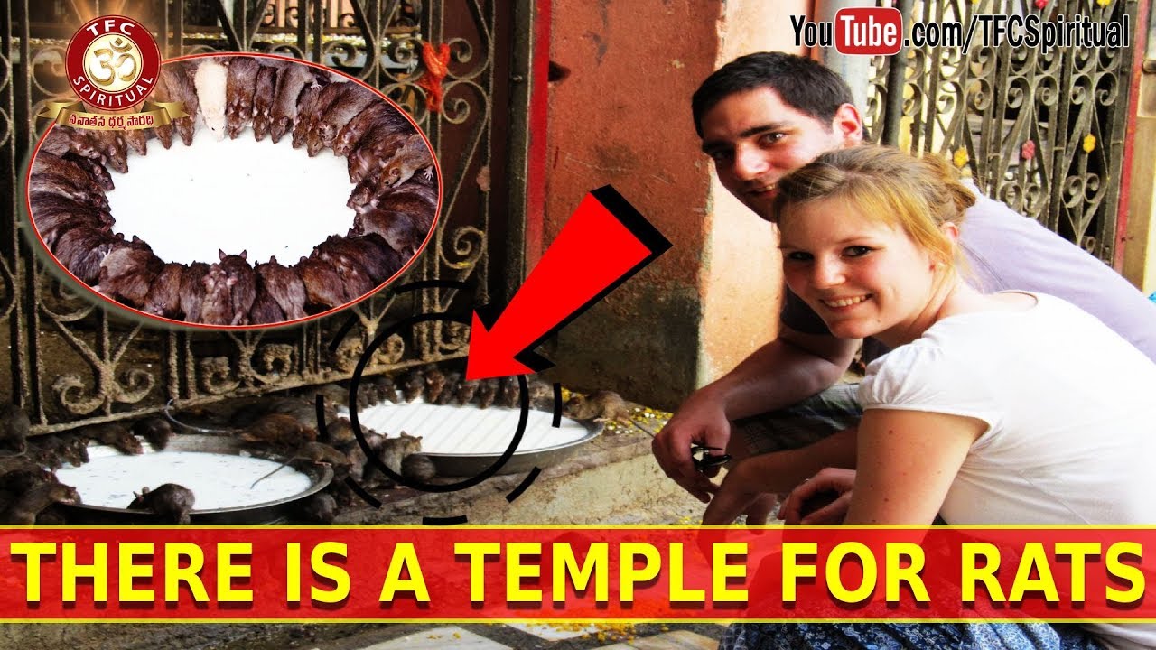 Rats Temple In India (Rajasthan) | Hindu Temple In Rat | Welcome to the ...