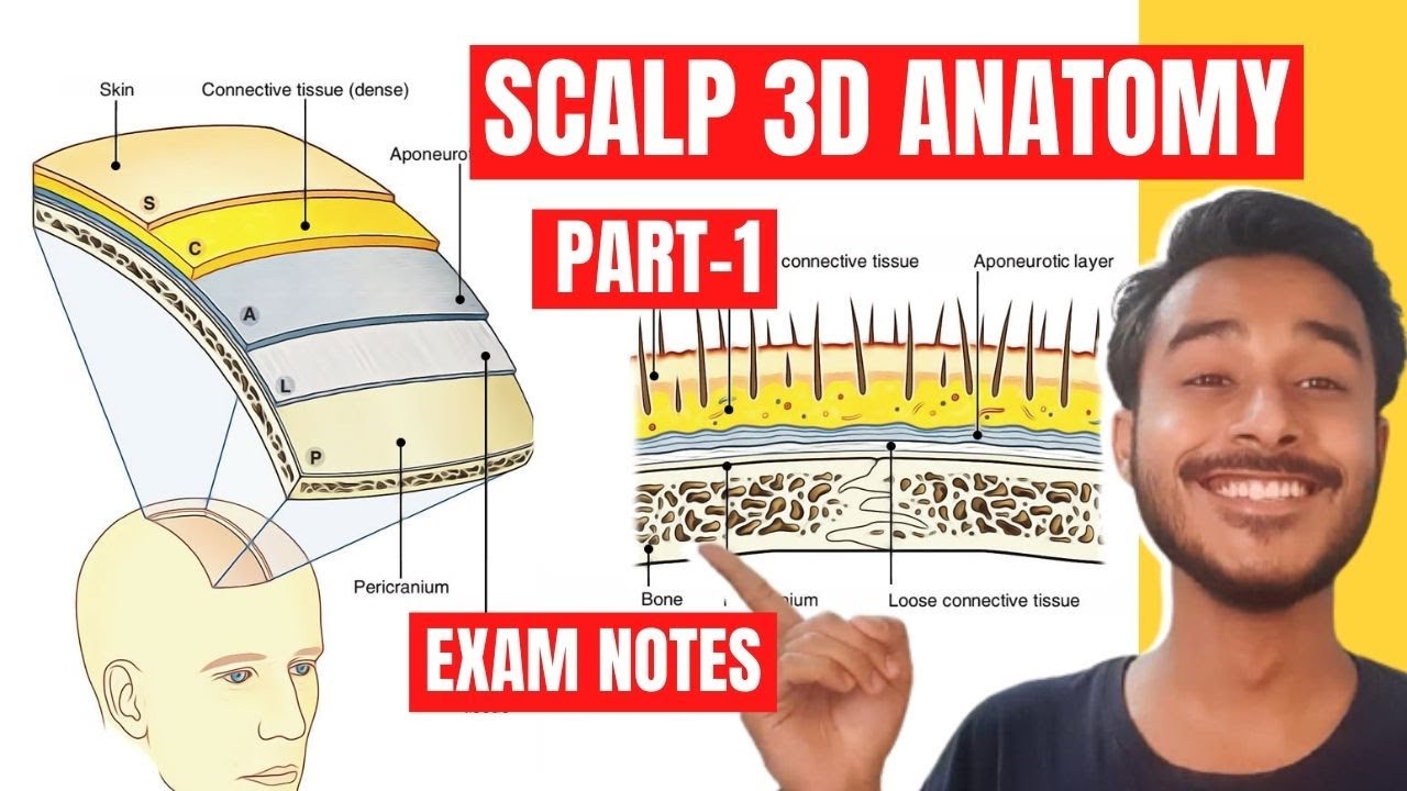 Scalp Anatomy In Hindi Scalp Layers Anatomy Layers Of Scalp Anatomy Scalp Anatomy In Hindi Scalp Layers Anatomy Layers Of Scalp Anatomy