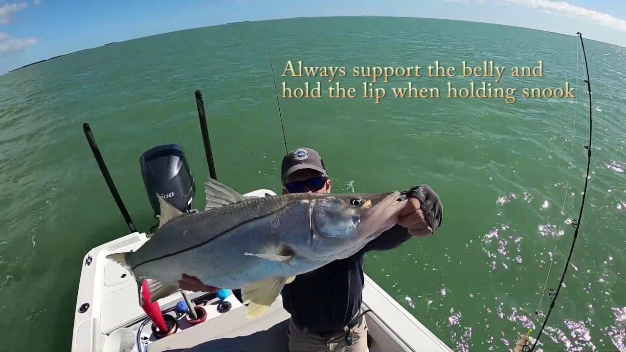 Monster snook landed at Flamingo in the Everglades National Park out of ...