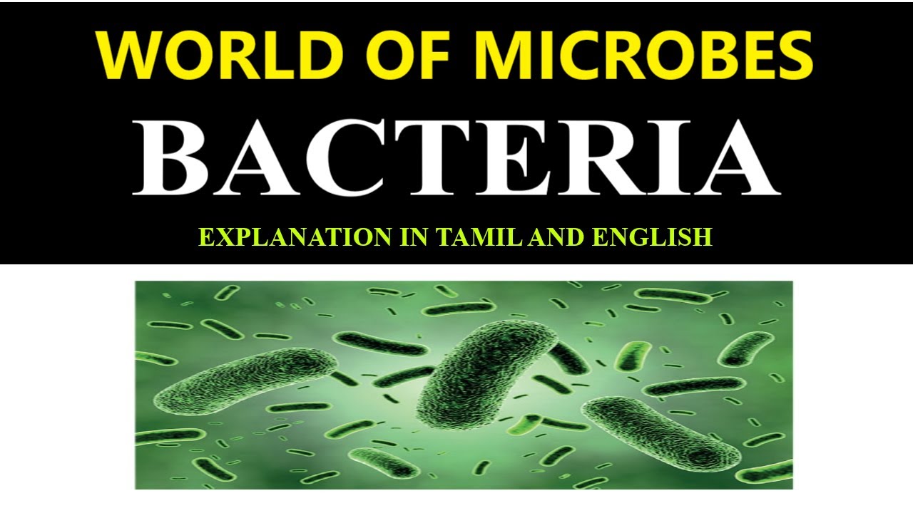 World of Microbes - Bacteria - 9TH NEW SCIENCE BOOK - YouTube
