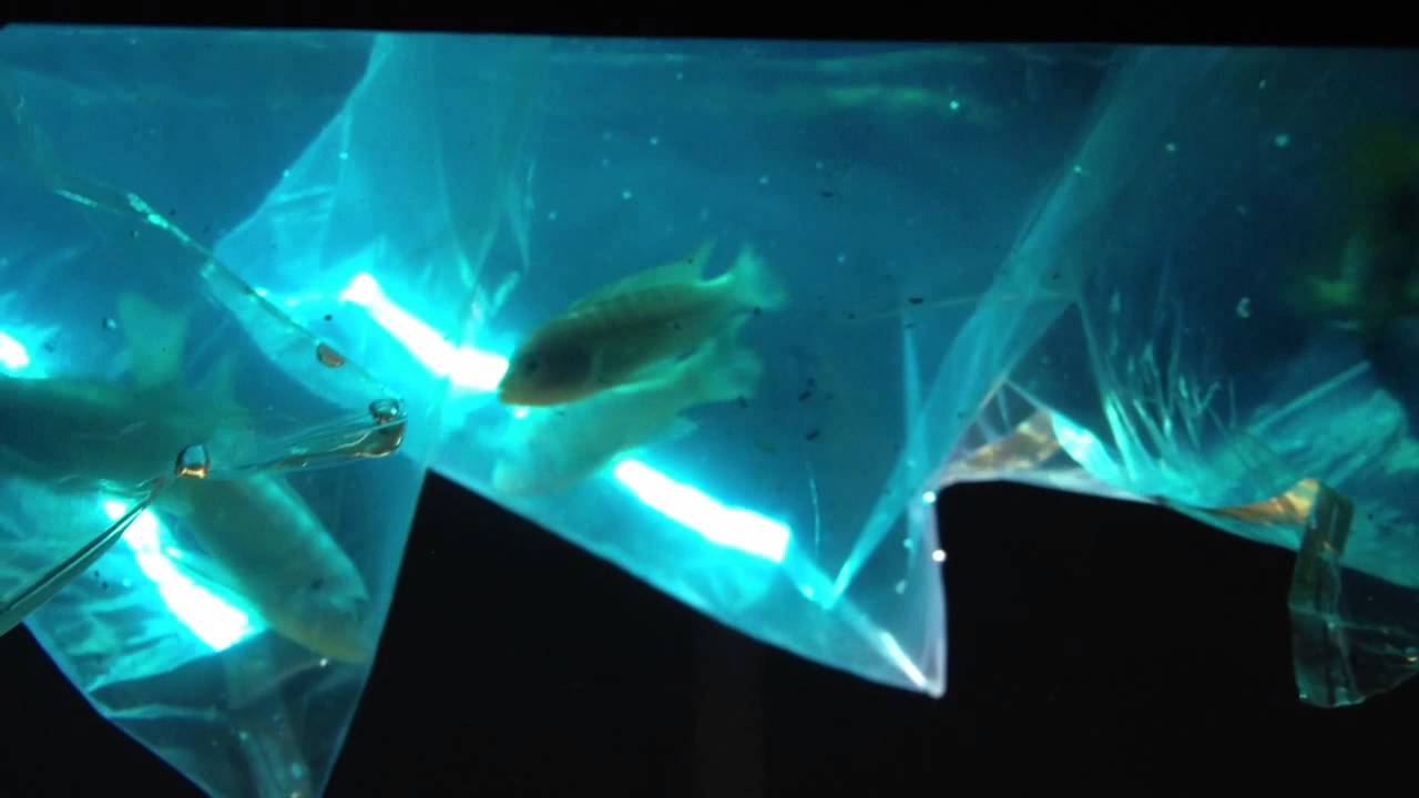 Unboxing:White Top Hara & Pond Matrix - YouTube