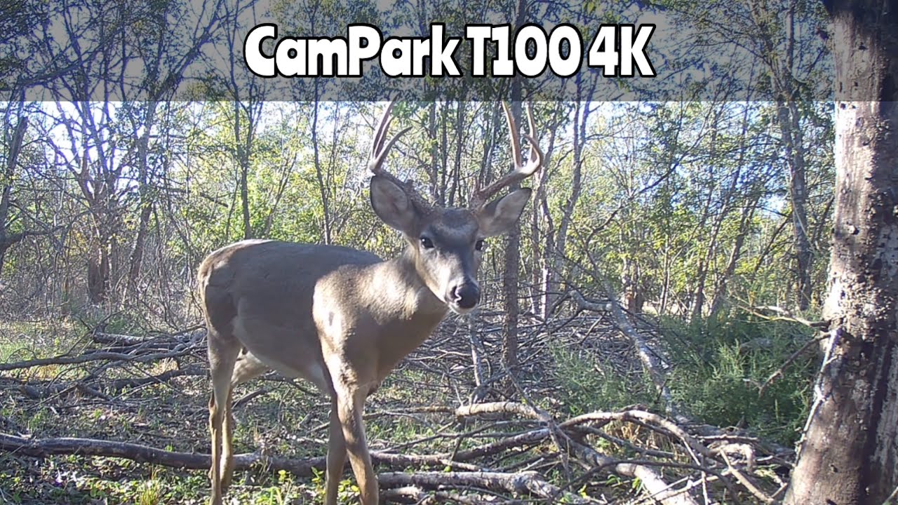 CamPark T100 4K Trail Camera Oct. 30-Dec. 31, 2024 - YouTube