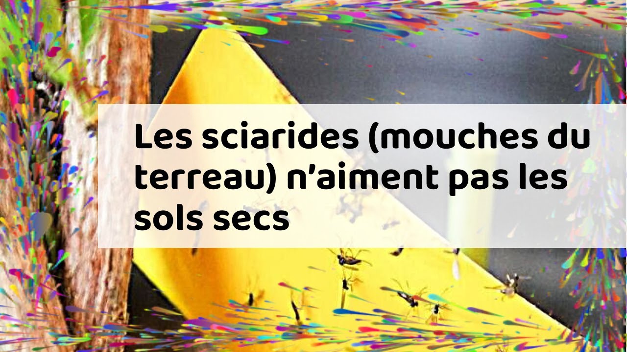 Les sciarides (mouches du terreau) n’aiment pas les sols secs - YouTube