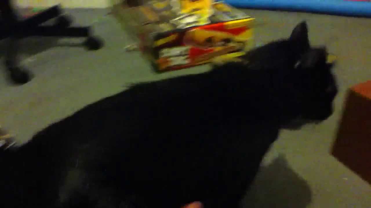 Real life umbreon - YouTube