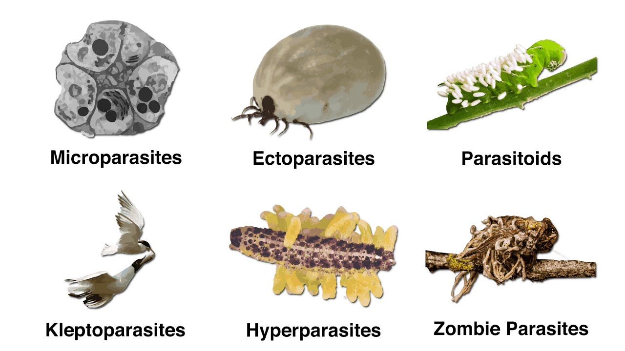Every Weird Type of Parasitism Explained - YouTube