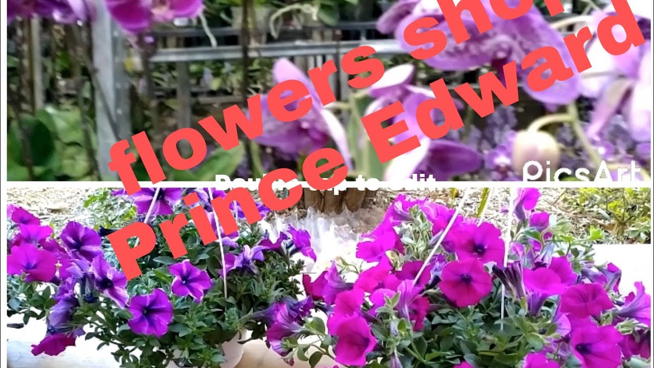 Prince Edward Fresh Flowers shop market hk - YouTube