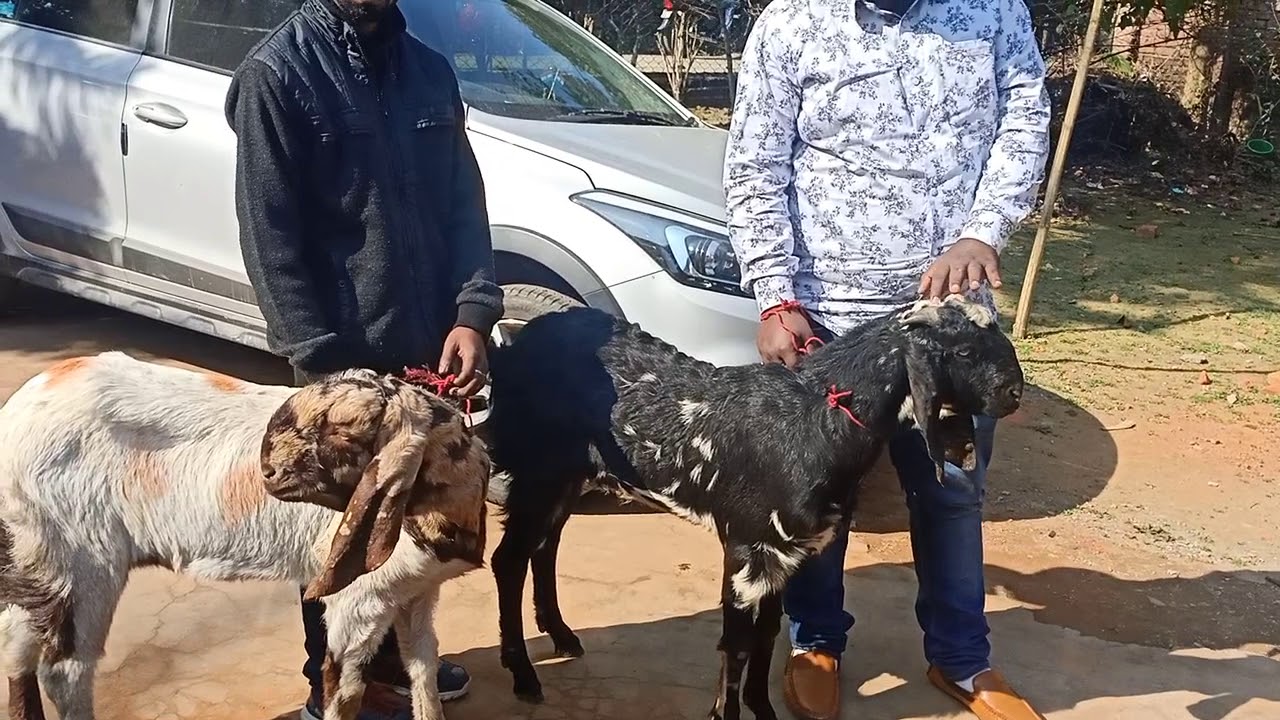 🙏 Assam goat framing 🐐 sagoli palon ata laav dayok byboxai 9401788363 ...