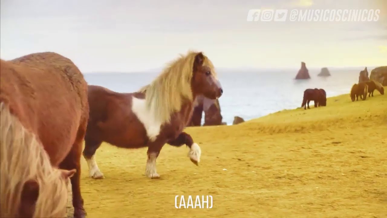 pony salvaje remix - YouTube