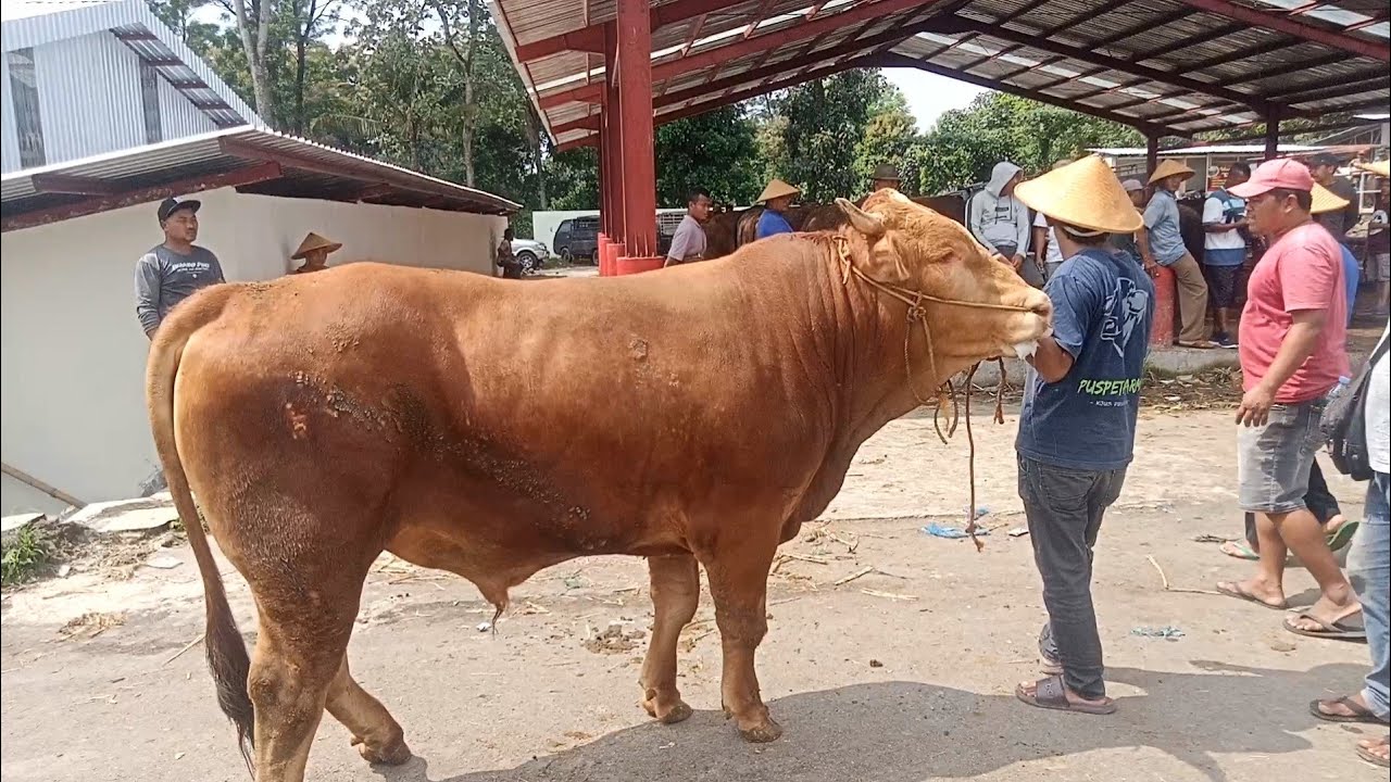 sapi pegon datang kesiangan langsung laku 30jt - YouTube