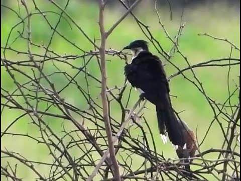 Jacobin Cuckoo | Pied Cuckoo | Pied Crested Cuckoo | Considered A ...