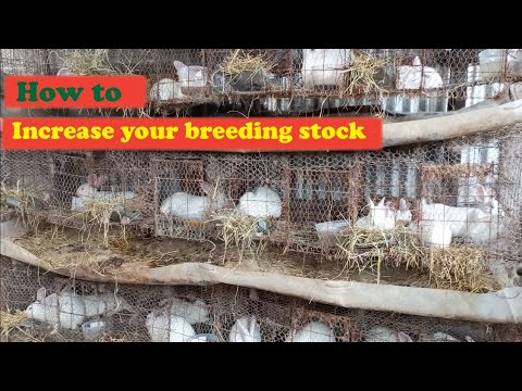 How to increase your rabbit breeding stock - YouTube