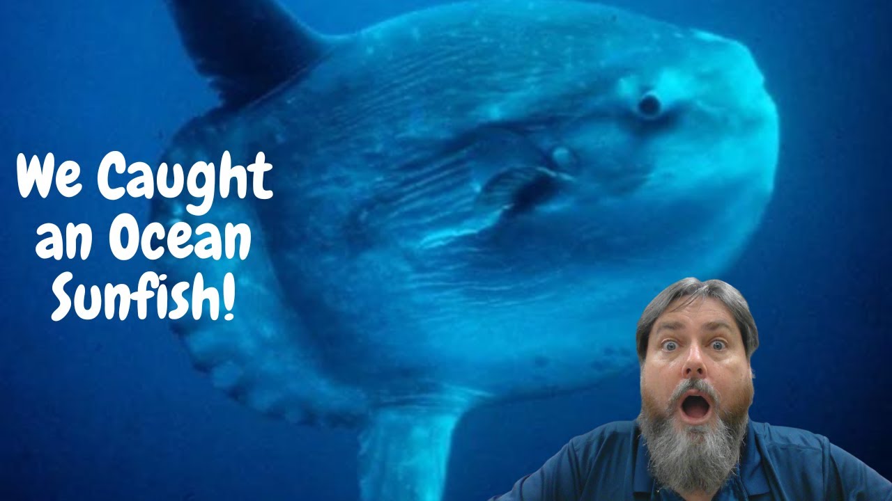 We Caught an Ocean Sunfish!!! - YouTube
